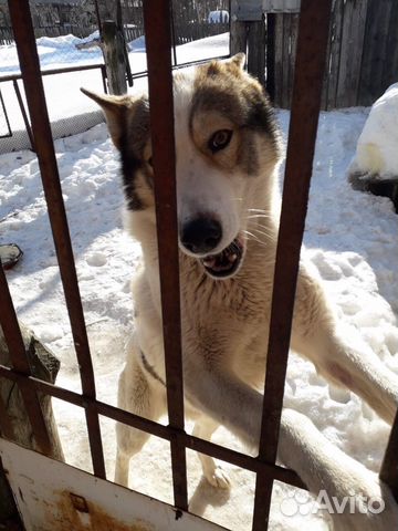 Продам лайку