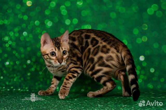 Кошка 8 мес. в разведение