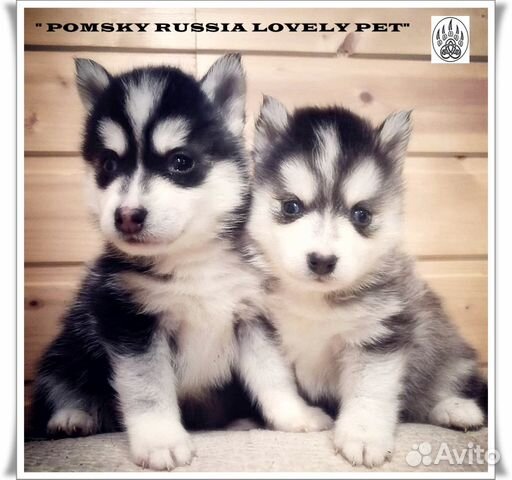 Помски мини хаски