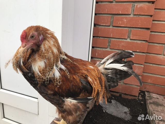 Петухи молодые породы Билефельдер (Германия)
