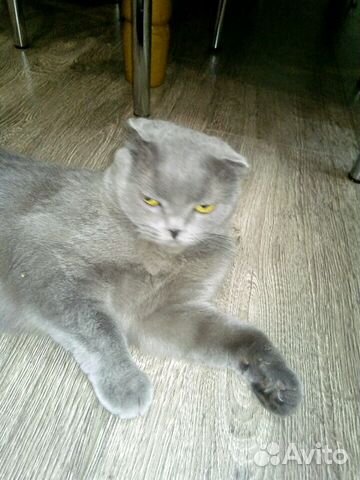 Ищу прямоухого британца для кошки
