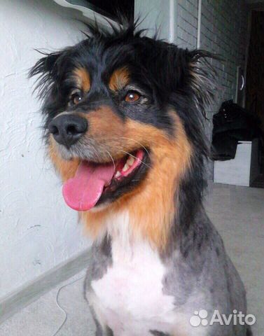 Чупа- очей очарование)