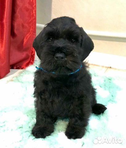 Цвергшнауцер