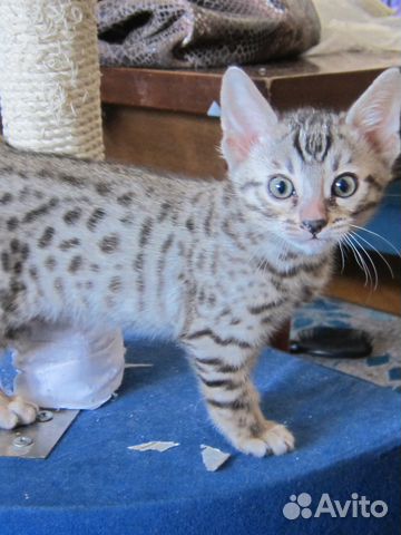 Чудесные Бенгальские котята