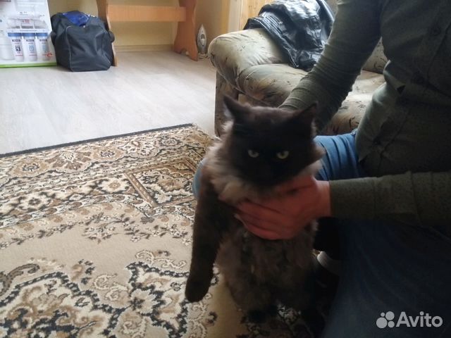 Кот Брокколи