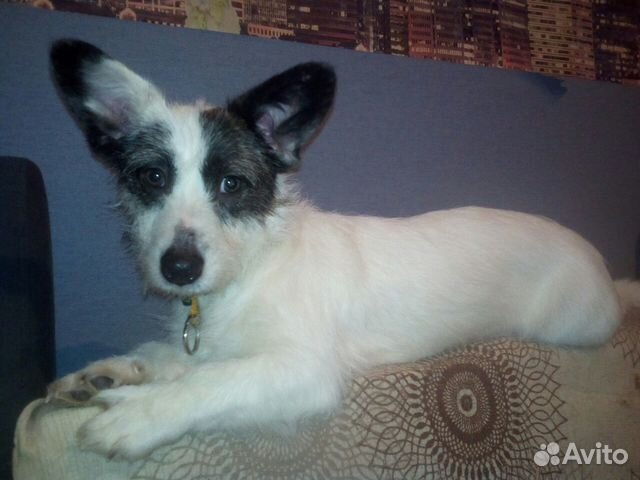 Маленькая Зефирка ищет хозяев