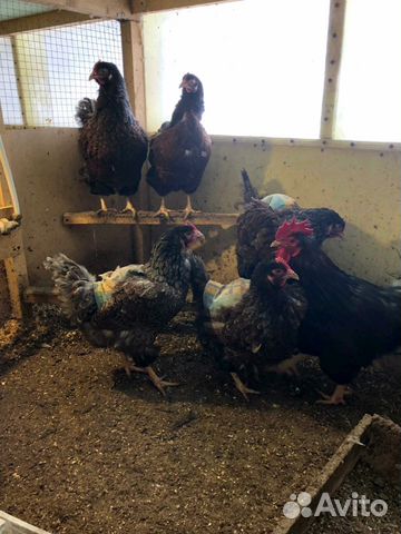 Куры барневельдер голубоокаймлённые