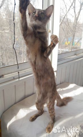 Яванез девочка шоколадно-красного окраса