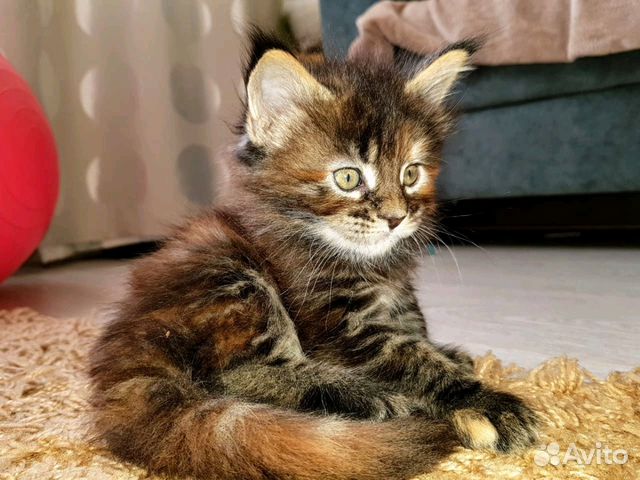 Рассрочка Мейн кун котята с документами