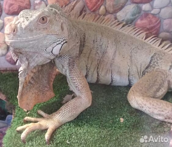 Игуана зеленая