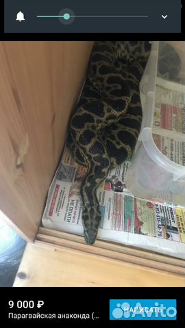 Парагвайская анаконда