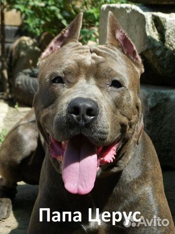 Стаффордширский терьер