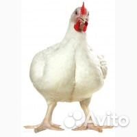 Инкуб. яйцо бройлер, несушка, индейка и. др