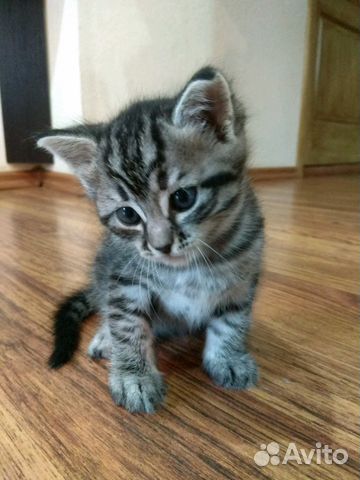 Кот