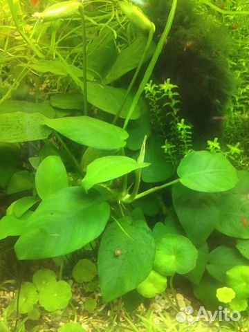 Анубис и мальки пицилий