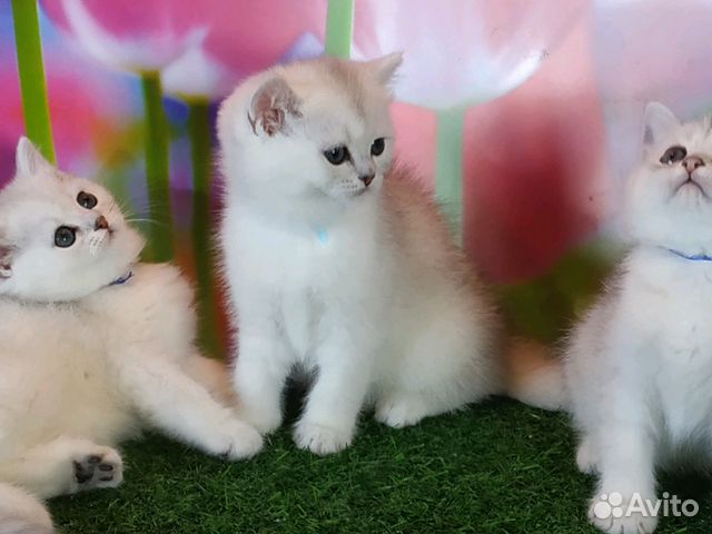 Зеленоглазые мальчики