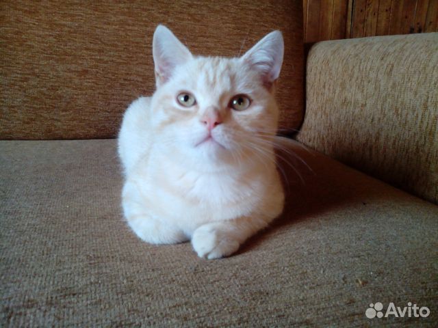 Котик.по кличке бублик