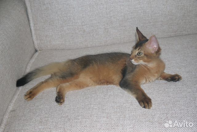 Котёнок Сомали