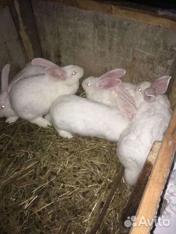 Кролик Белый Великан