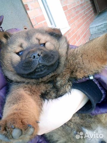 Чау чау метис