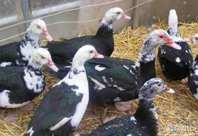 Продаются мускусные индоутки