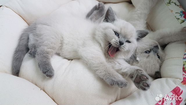Котёнок шотландка)
