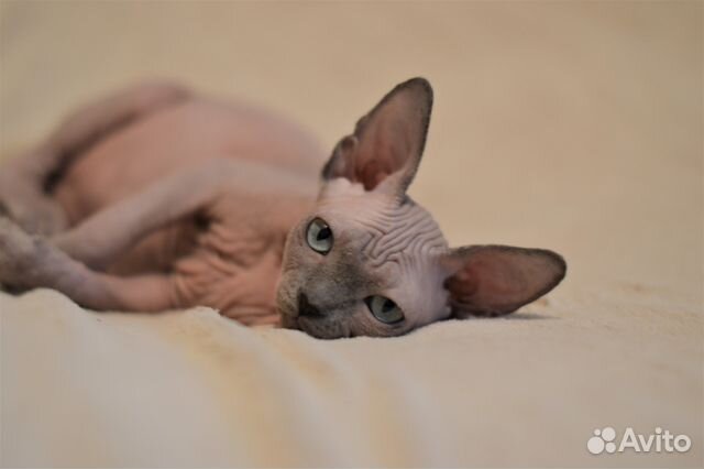 Привет. я - Василиса )