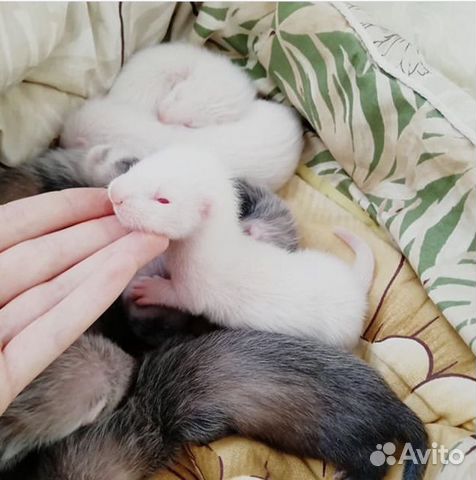 Хорьки отдам бесплатно в добрые руки