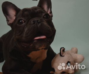 Прекрасный молодой французский бульдог Кодияк