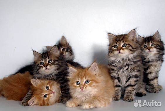Красивые котята в добрые руки