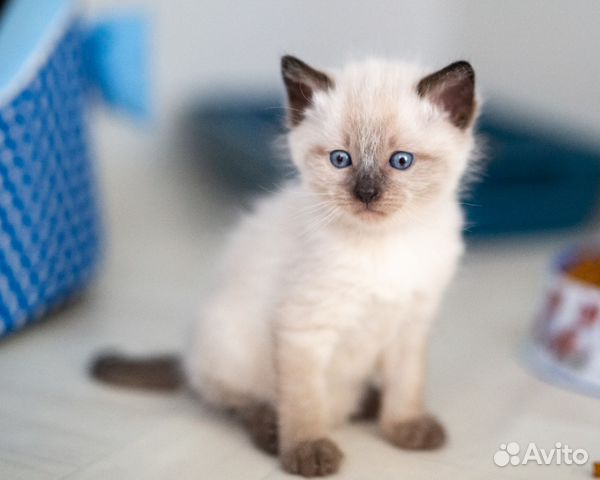 Очаровательные котятки тайчики