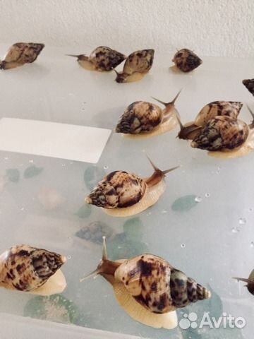 Улитята-Ахатины и все для их содержания