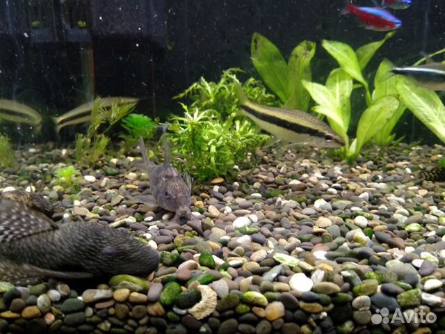 Отдам водорослеедов(2 шт.) и анциструсов(4 шт.)