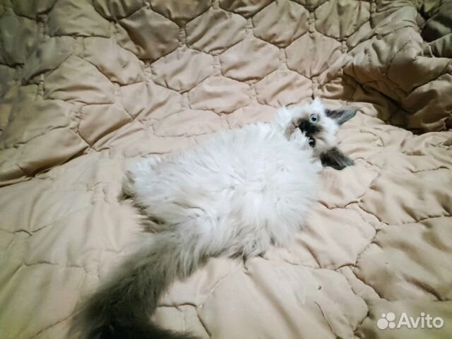 Селкирк-рекс