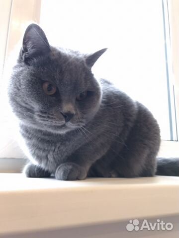 Шатландский скотишь страйк прямоухий