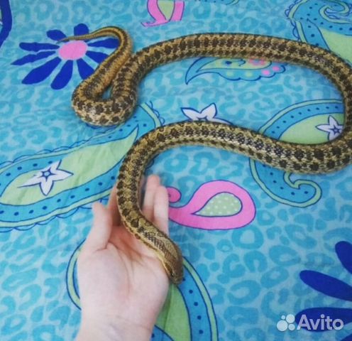 Продаю змей