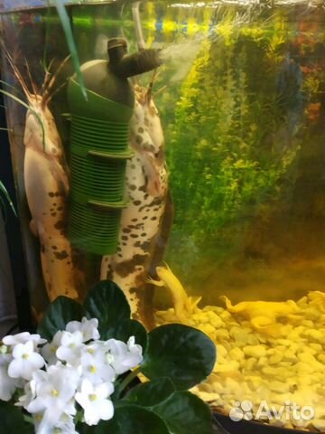 Отдадим рыбу Сом две штуки