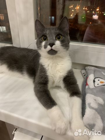 Кошка