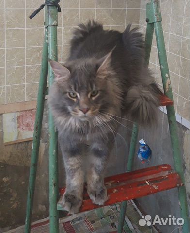 Потерялся любимый кот