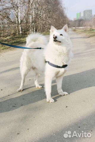 Отдам даром самоедскую лайку Лолу