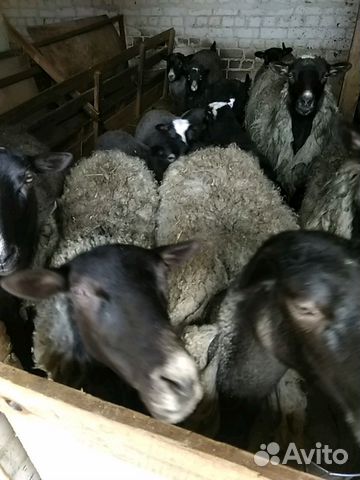 Овцы романовской породы