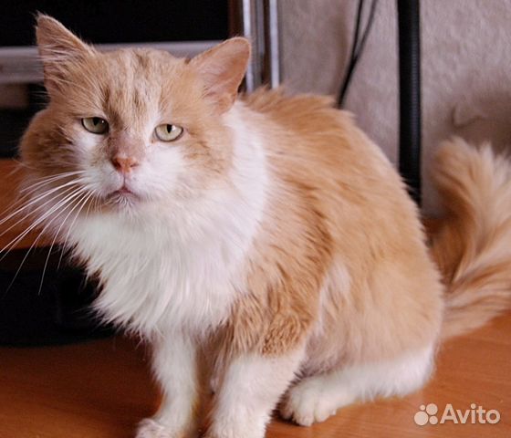 Ищем дом коту