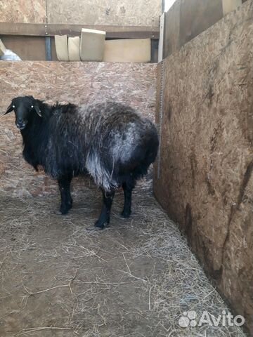 Баран Гисар