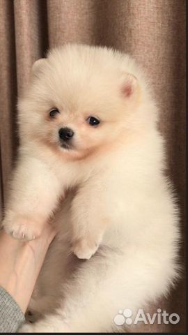 Мальчик Зефирчик