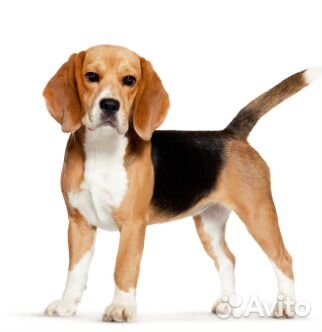 Отдается по семейным обстоятельствам