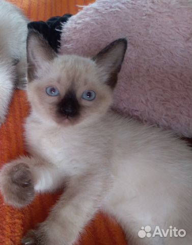 Тайская кошечка-голубоглазка