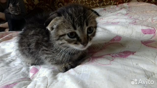 Котенок вислоухий