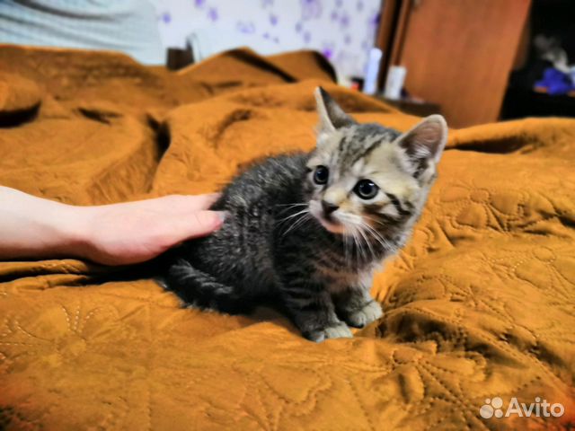 Котята