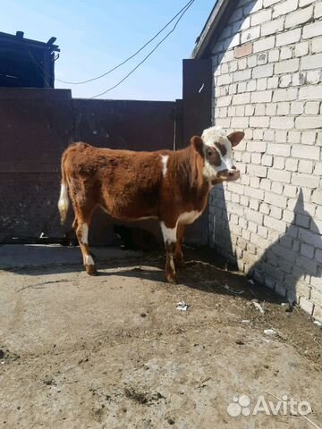 Домашняя тёлочка