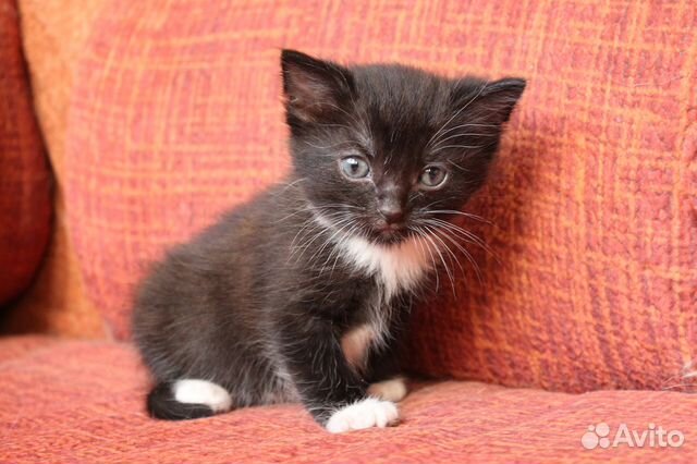 Котенок Фиалка-Филя в добрые руки